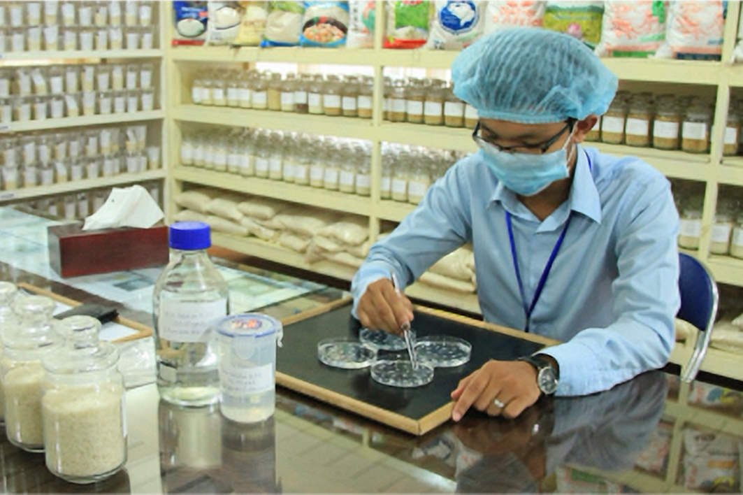 Quality Control – Golden Rice Cambodia | The perfect taste of Cambodian ...
